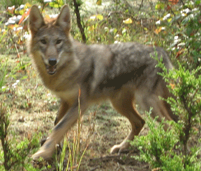 The Conservation Agency